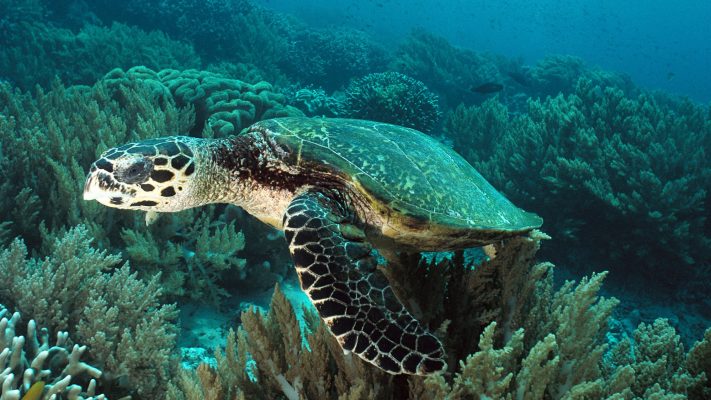 10 Breathtaking Facts About Sea Turtles - Passport Ocean