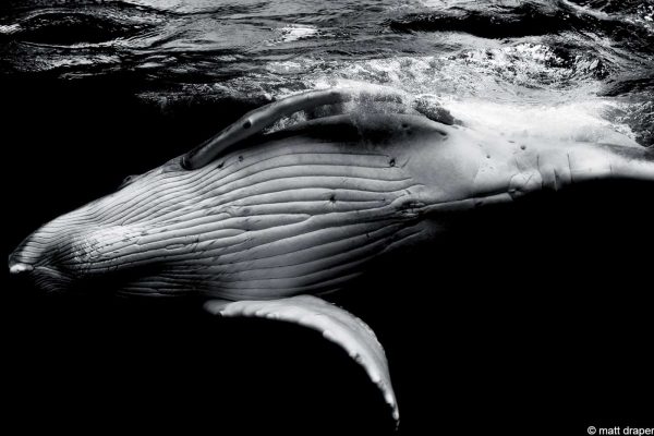 15 Tips For Shooting Stunning Underwater Pictures - Passport Ocean