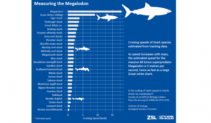 10 facts You Didn't Know About Great White Sharks - Passport Ocean