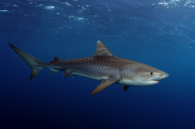 20 Facts You Didn't Know About Tiger Sharks - Passport Ocean