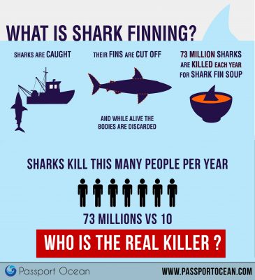 6 Easy Ways To Help Save Sharks - Passport Ocean