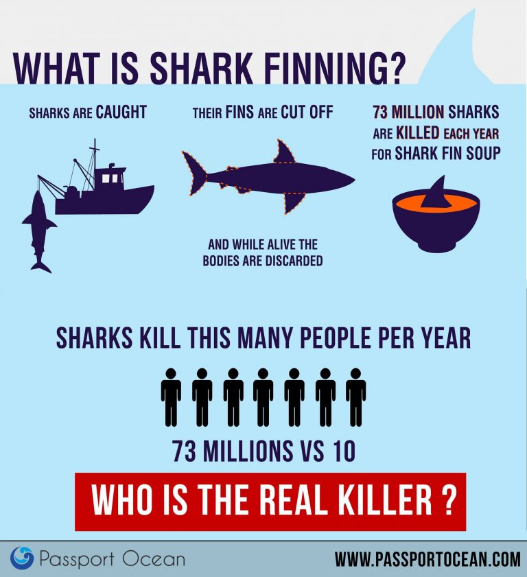 6 Easy Ways To Help Save Sharks - Passport Ocean