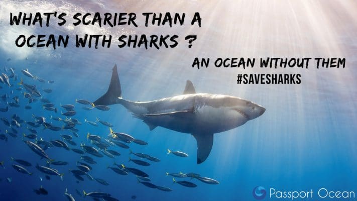 6 Easy Ways To Help Save Sharks - Passport Ocean