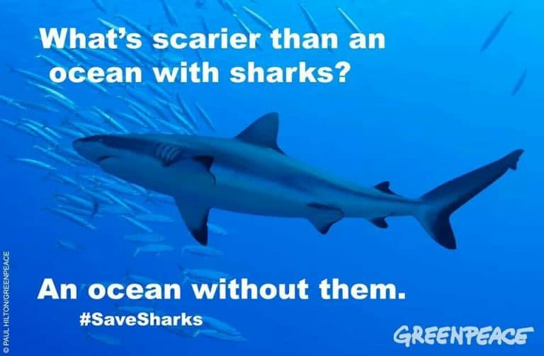 6 Easy Ways To Help Save Sharks - Passport Ocean