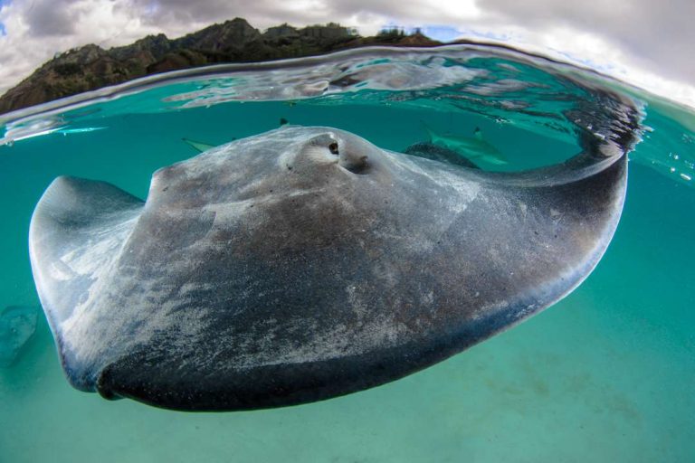 20+ Breathtaking Half-Underwater Pictures - Passport Ocean