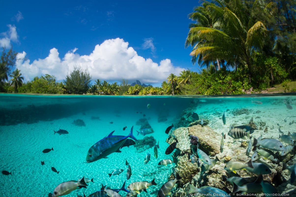 20+ Breathtaking Half-Underwater Pictures - Passport Ocean