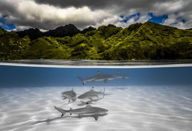 20+ Breathtaking Half-Underwater Pictures - Passport Ocean