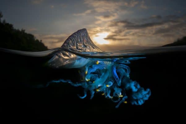 20+ Breathtaking Half-Underwater Pictures - Passport Ocean