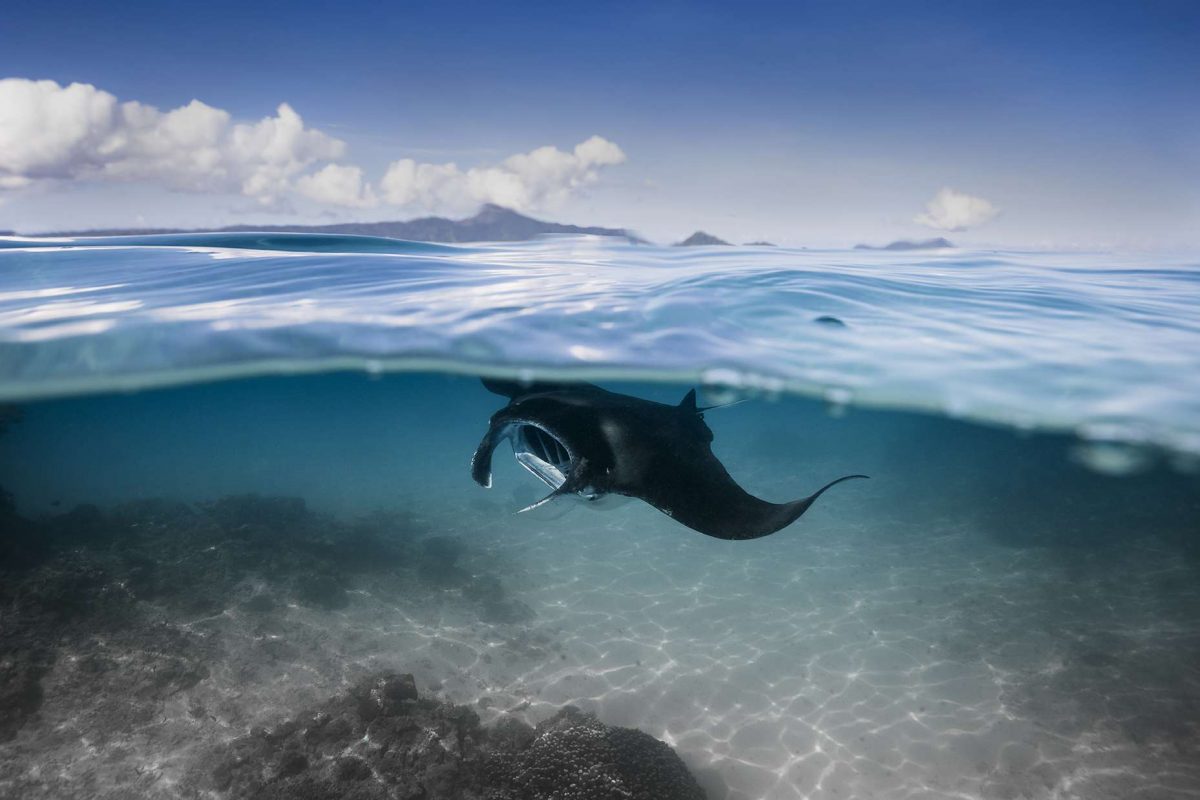 20+ Breathtaking Half-Underwater Pictures - Passport Ocean