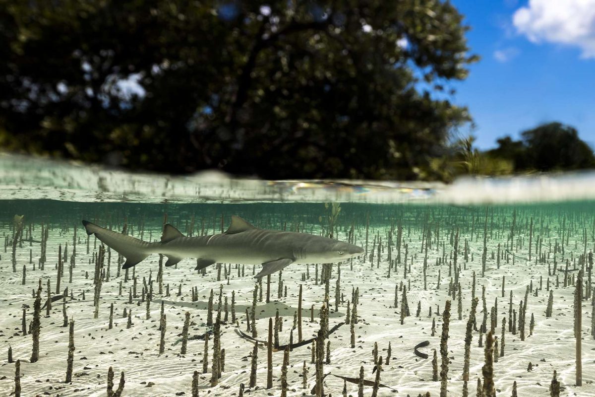 20+ Breathtaking Half-Underwater Pictures - Passport Ocean