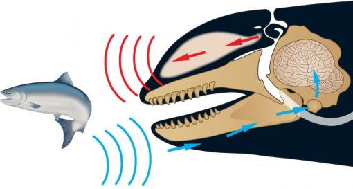 20 Incredible Facts About Orcas - Passport Ocean