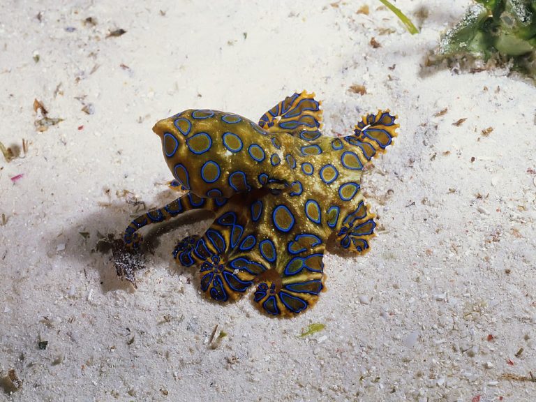 10 Amazing Facts about the Blue Ringed Octopus - Passport Ocean