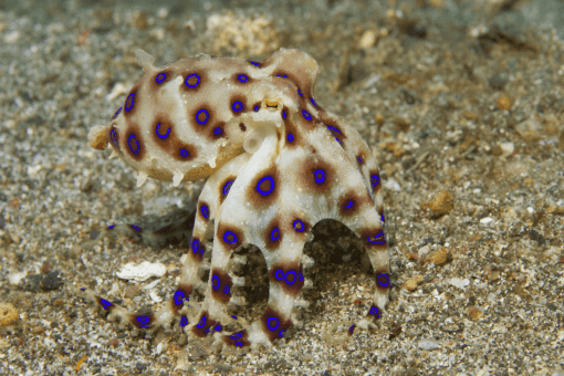 10 Amazing Facts about the Blue Ringed Octopus - Passport Ocean