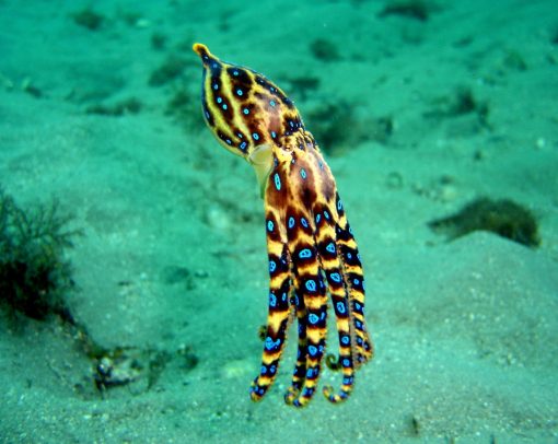 10 Amazing Facts about the Blue Ringed Octopus - Passport Ocean