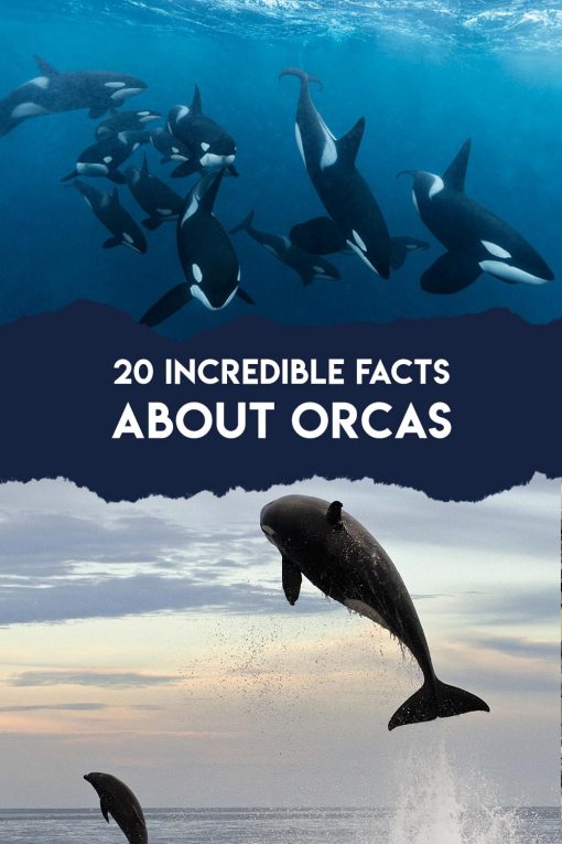 20 Incredible Facts About Orcas - Passport Ocean
