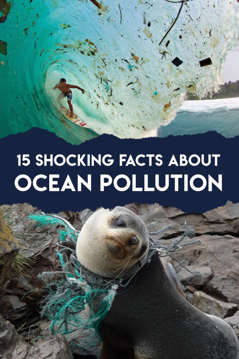 15 Shocking Facts About Ocean Pollution - Passport Ocean