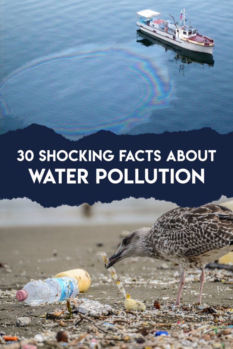 30 Shocking Facts about Water Pollution | Passport Ocean