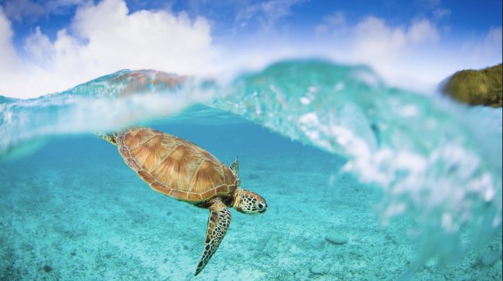 interesting-facts-about-sea-turtles - Passport Ocean