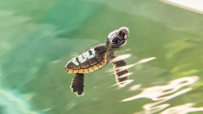 7 Things You Can Do To Help Save The Sea Turtles - Passport Ocean