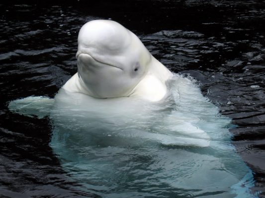 7 Breathtaking facts about belugas whales - Passport Ocean