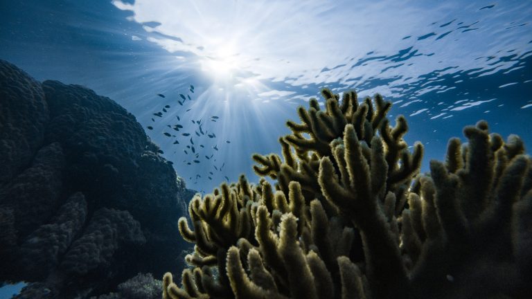 6 Causes of Coral Bleaching - Passport Ocean