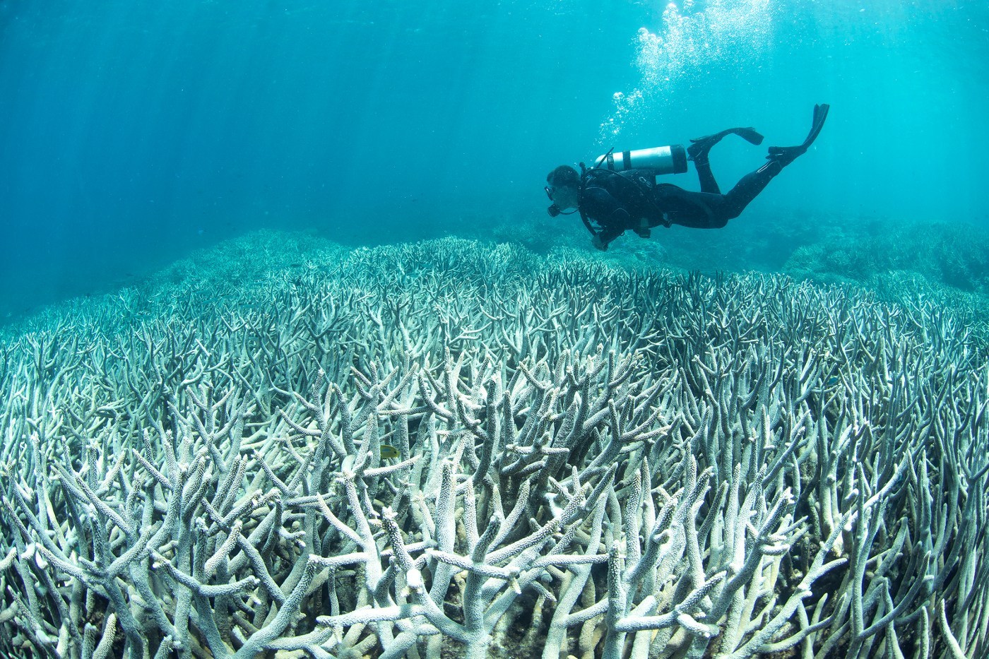 6 Causes of Coral Bleaching - Passport Ocean