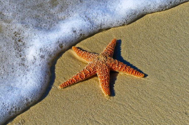 Does A Starfish Have A Brain? - Passport Ocean