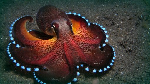How Many Hearts Does Octopus Have ? - Passport Ocean