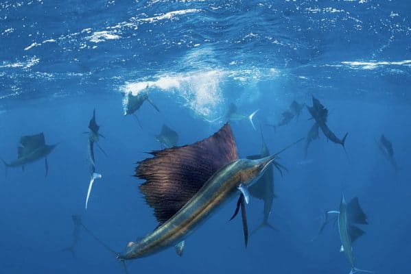 What Is The Fastest Animal In The Sea? - Passport Ocean