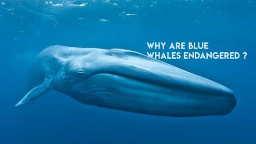 Why Are Blue Whales Endangered? - Passport Ocean