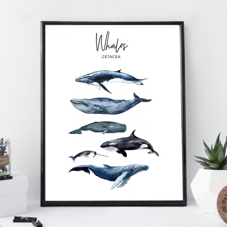 Whales Poster - Passport Ocean