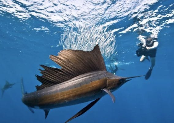 What Is The Fastest Animal In The Sea? - Passport Ocean