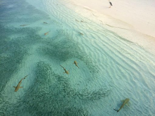 How Fast Can Sharks Swim ? - Passport Ocean