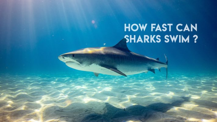 How Fast Can Sharks Swim ? - Passport Ocean