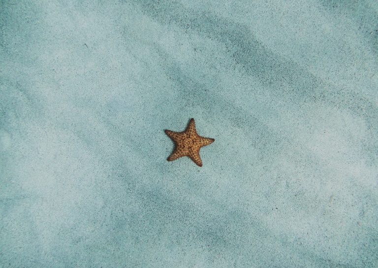 How Long Does A Starfish Live? - Passport Ocean