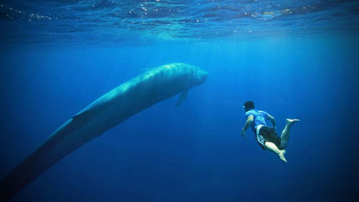 Why Are Blue Whales Endangered? - Passport Ocean