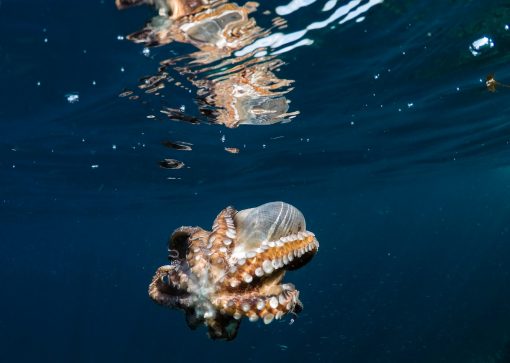 What Do Octopuses Eat ? - Passport Ocean