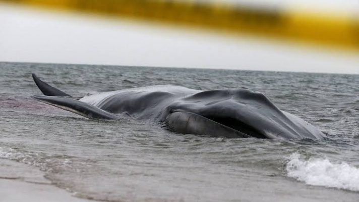 Why Do Whales Beach Themselves? - Passport Ocean