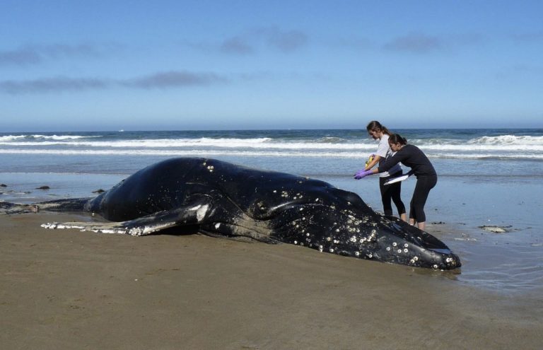 Why Do Whales Beach Themselves? - Passport Ocean